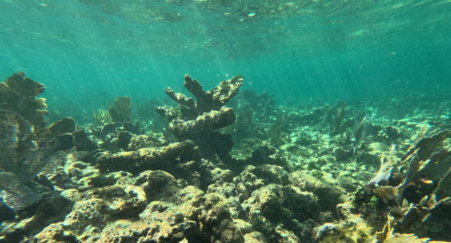 Coral Reefs in the Western Atlantic Face Collapse as Climate Change ...